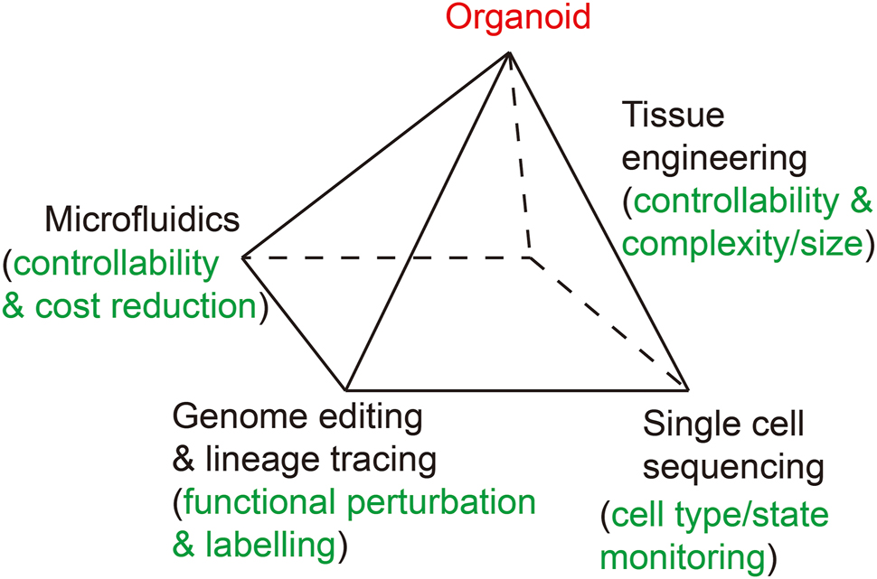 Organoid research on human early development and beyond