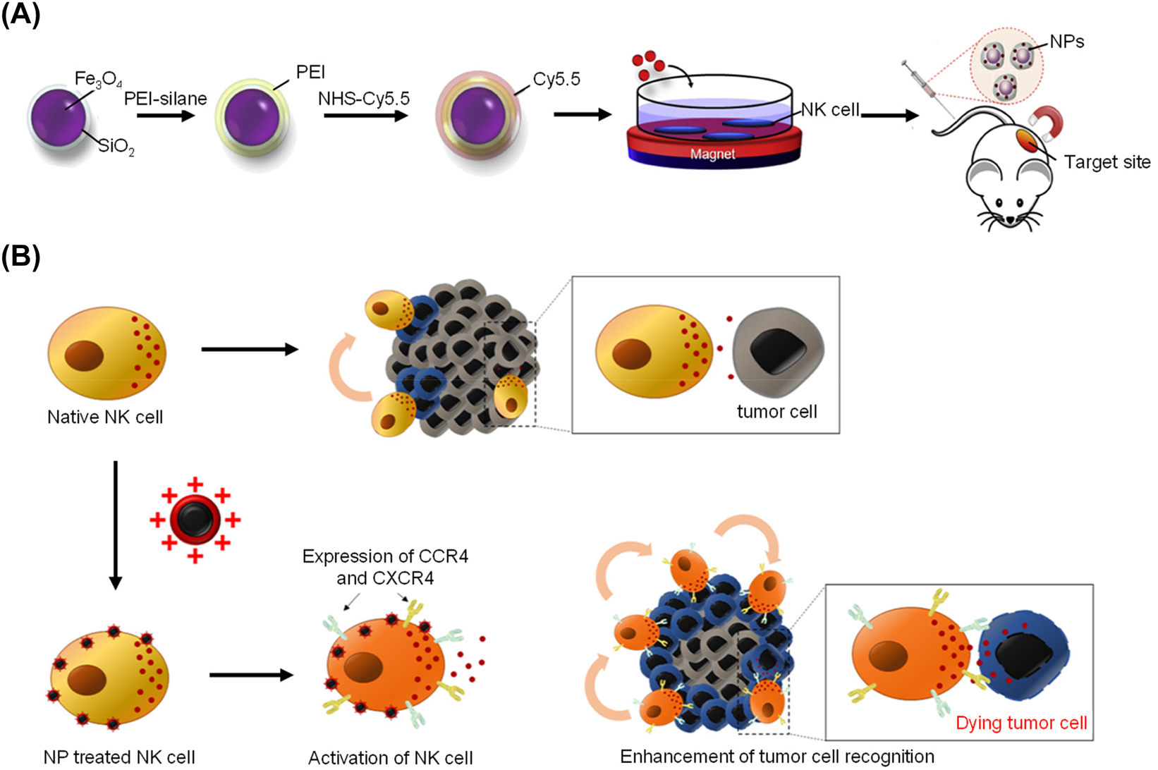 Progress in nanoparticle-based regulation of immune cells