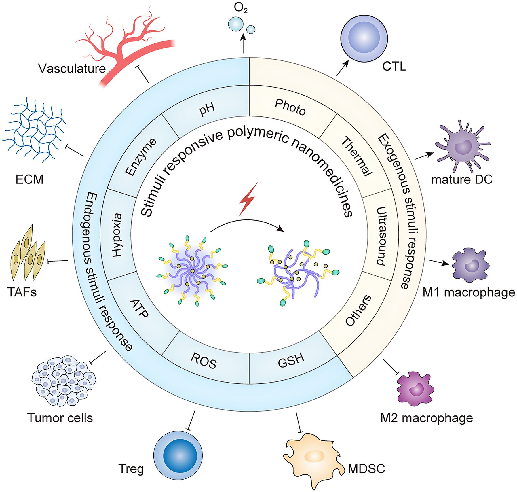 Development of stimuli responsive polymeric nanomedicines modulating tumor microenvironment for ...
