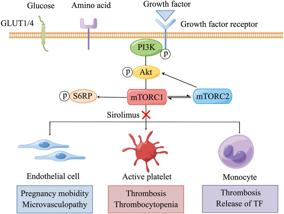The mTOR pathway in the antiphospholipid syndrome