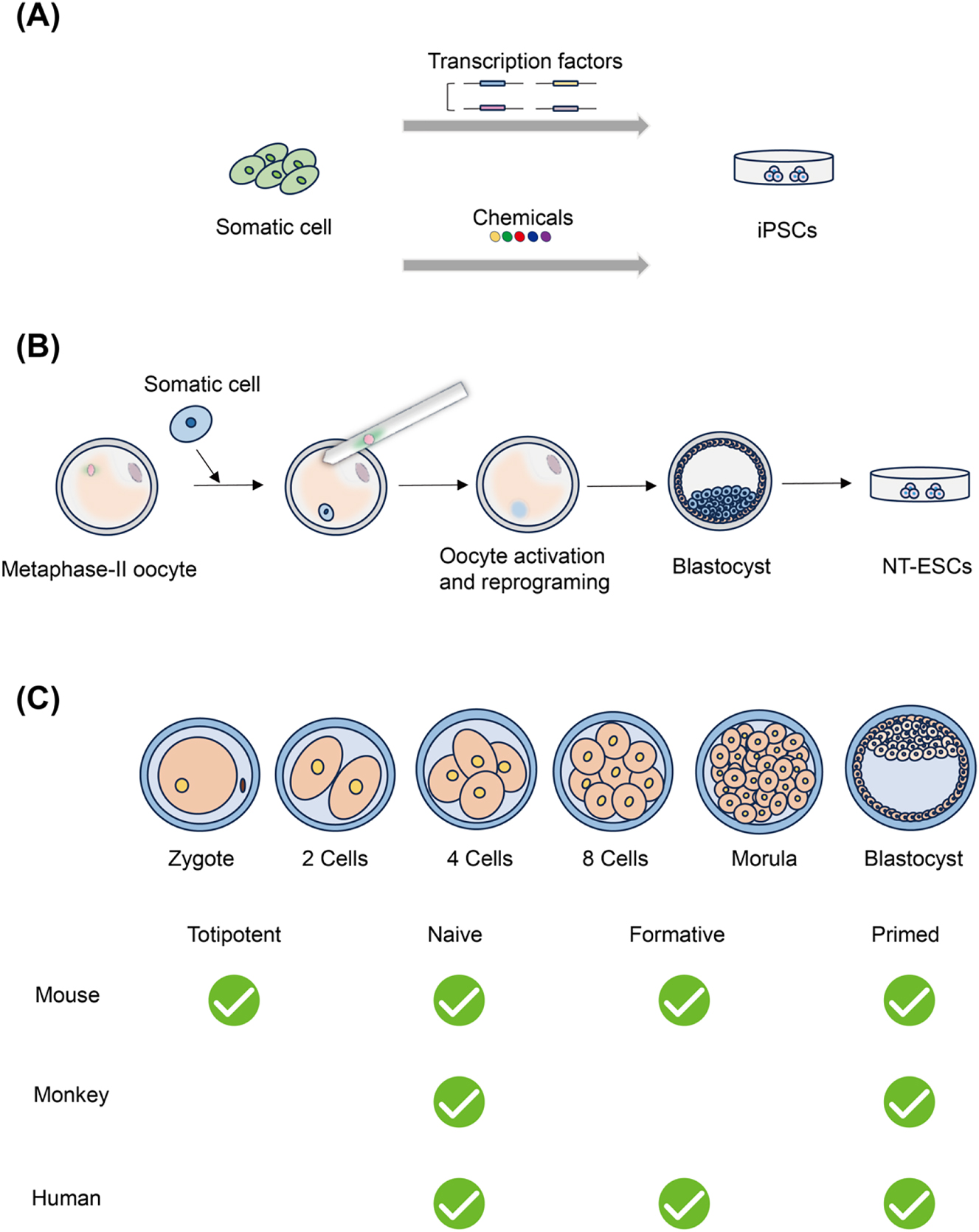 Current state of stem cell research in non-human primates: an overview