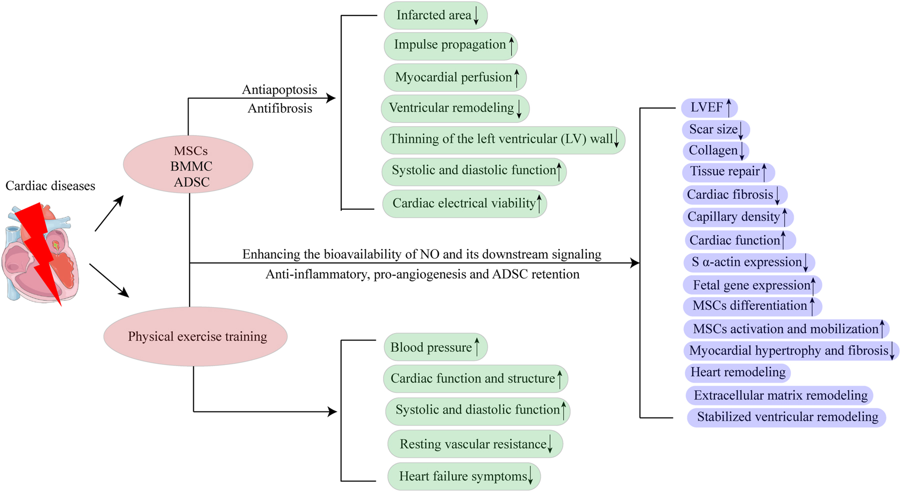Regenerative rehabilitation: a novel multidisciplinary field to ...
