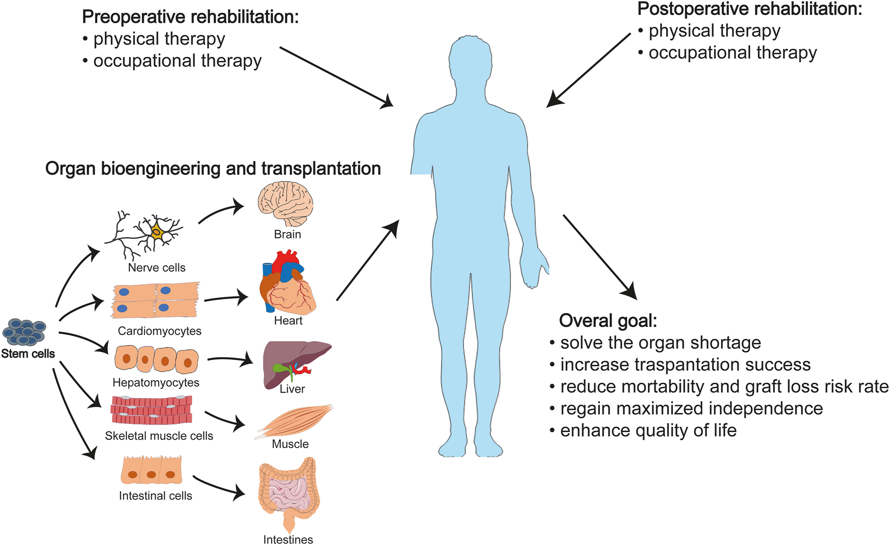 Regenerative rehabilitation: a novel multidisciplinary field to ...