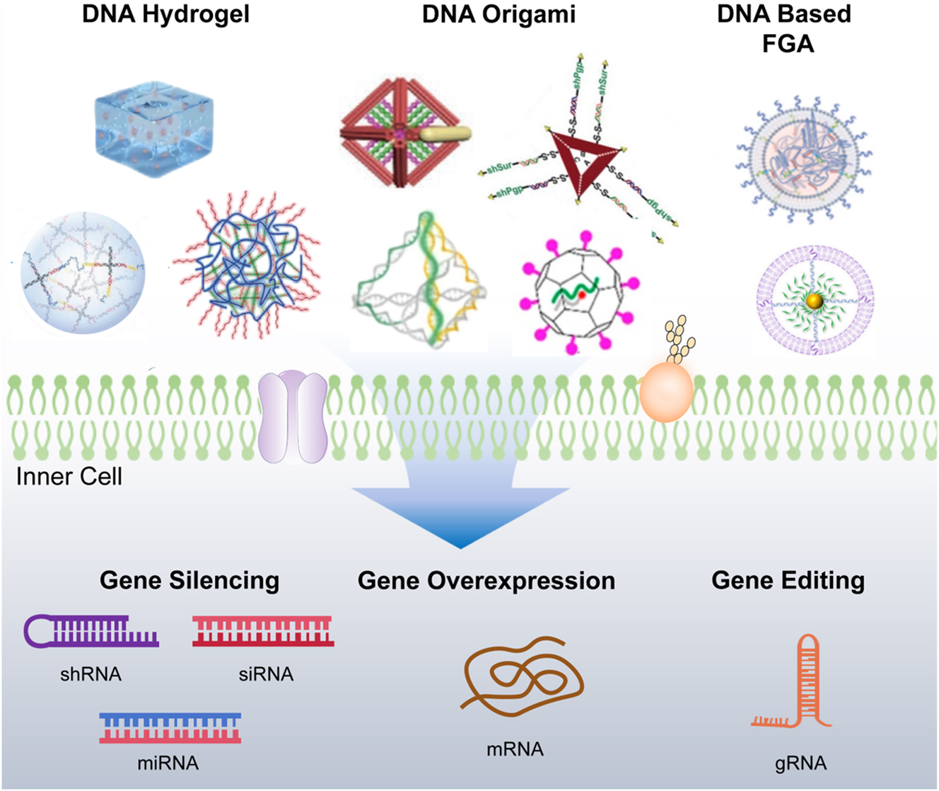 DNA-based nanostructures for RNA delivery