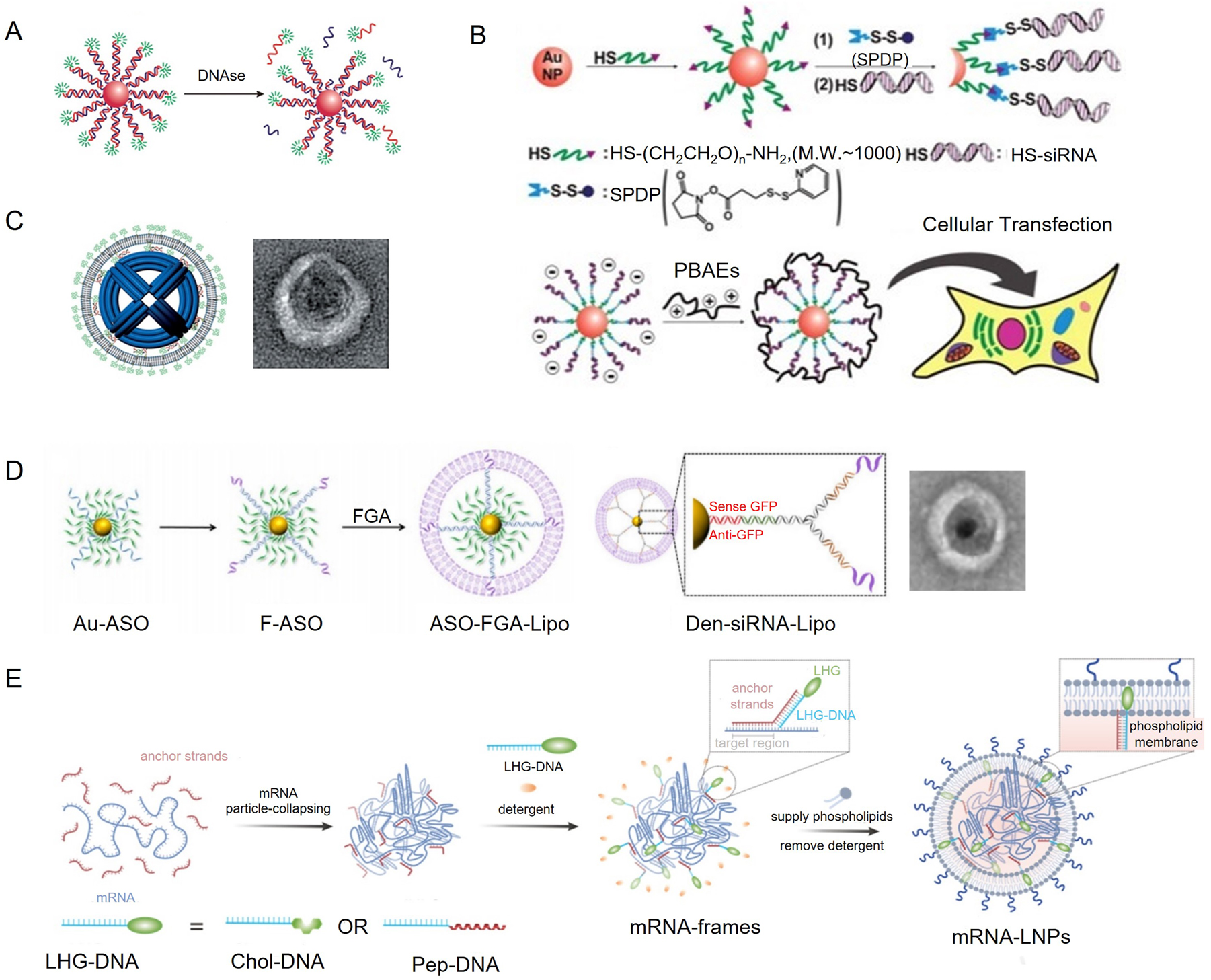 DNA-based nanostructures for RNA delivery