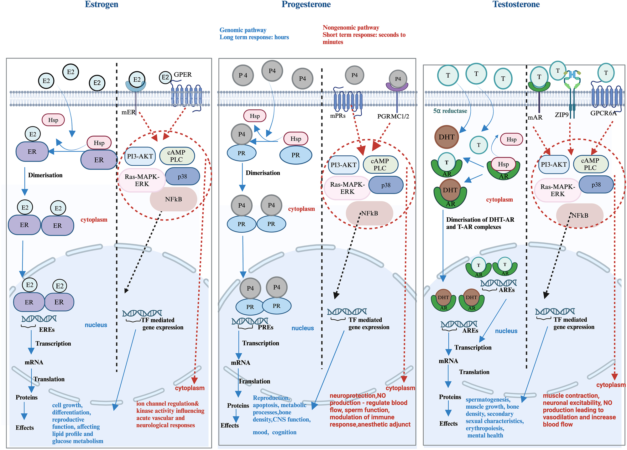 Beyond reproduction: unraveling the impact of sex hormones on ...