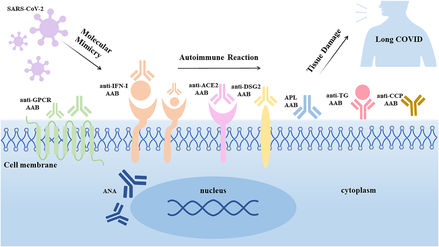 Understanding autoimmune response after SARS-CoV-2 infect...