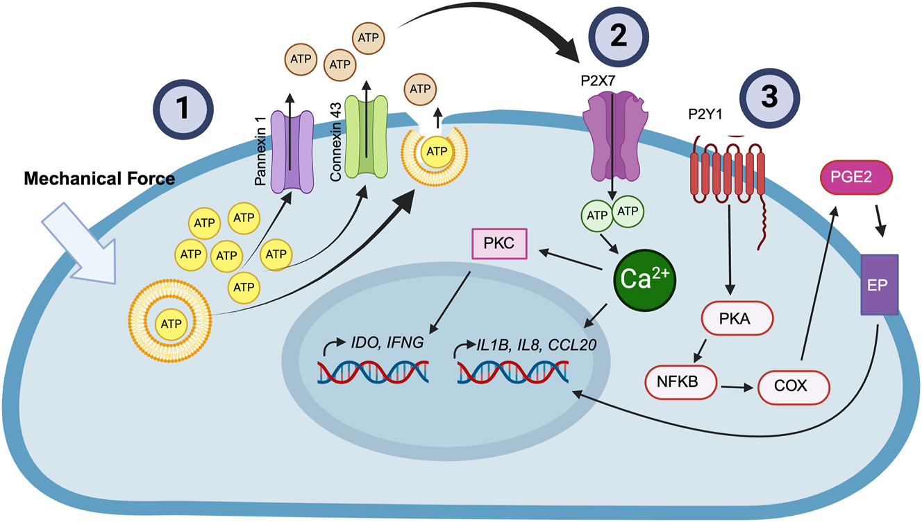 Mechanical force modulates inflammation and immunomodulation in ...
