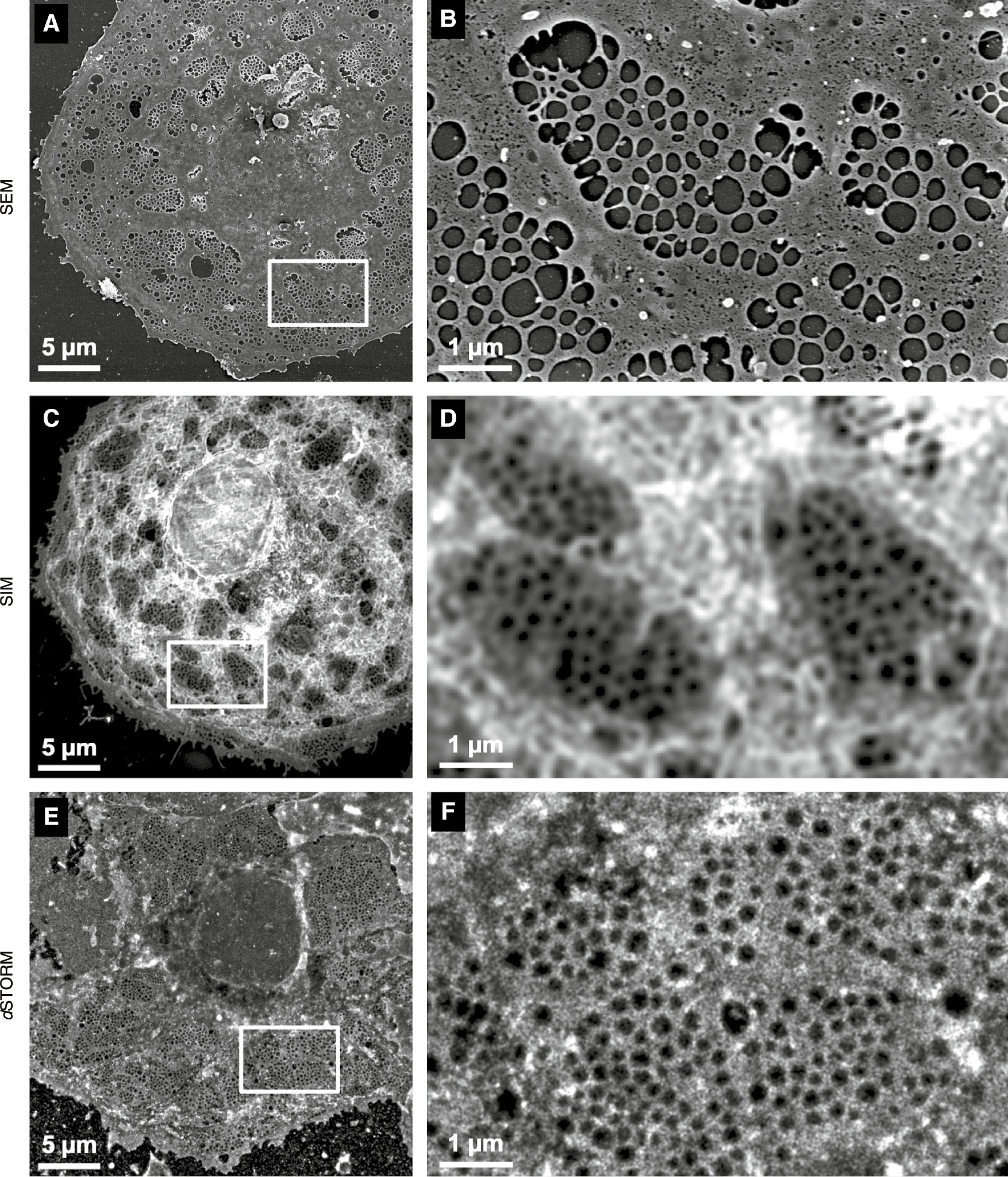 New ways of looking at very small holes – using optical nanoscopy to ...