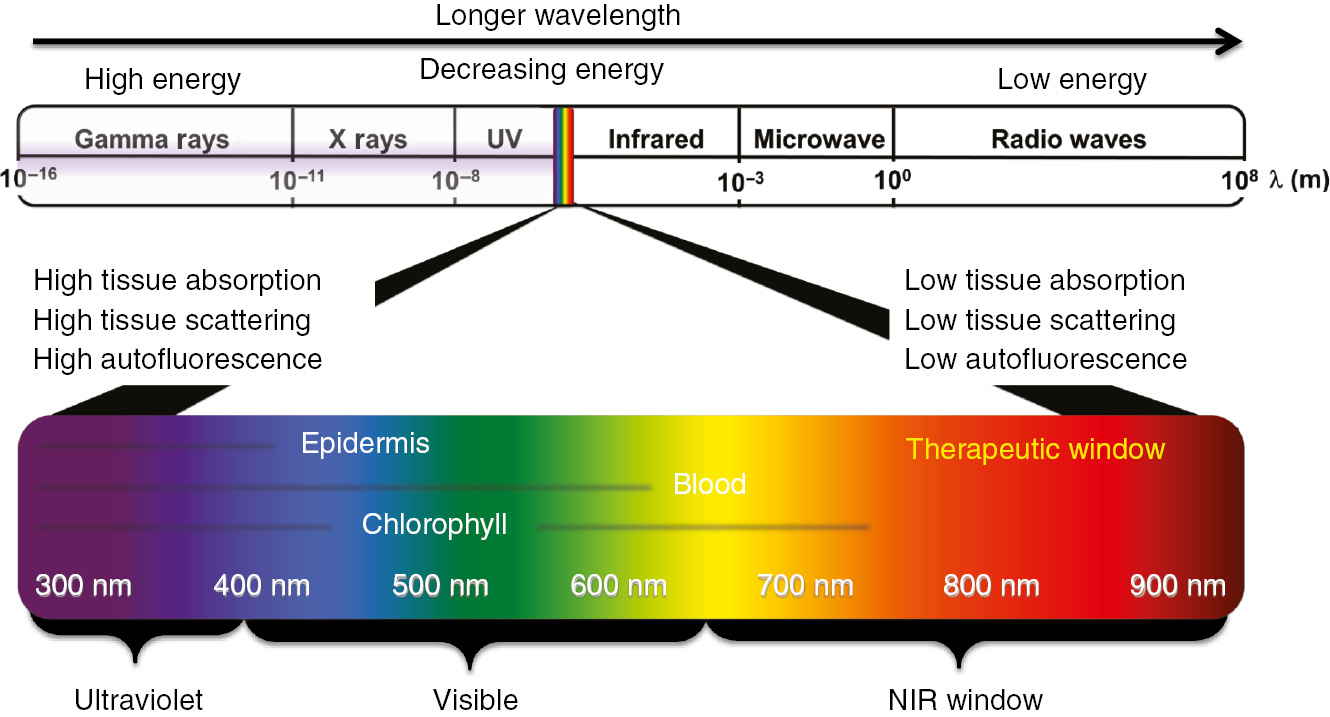 Intraoperative biophotonic imaging systems for image-guided interventions