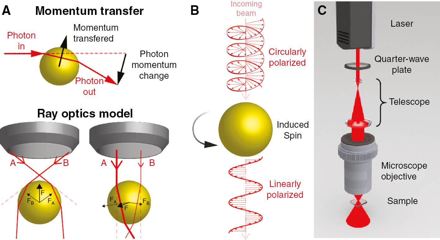 Optical trapping in vivo: theory, practice, and applications