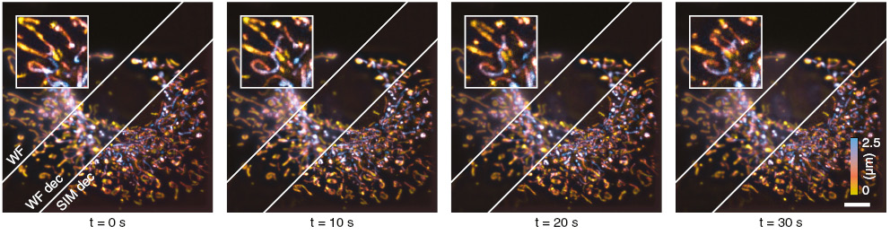 High-speed multiplane structured illumination microscopy of living ...