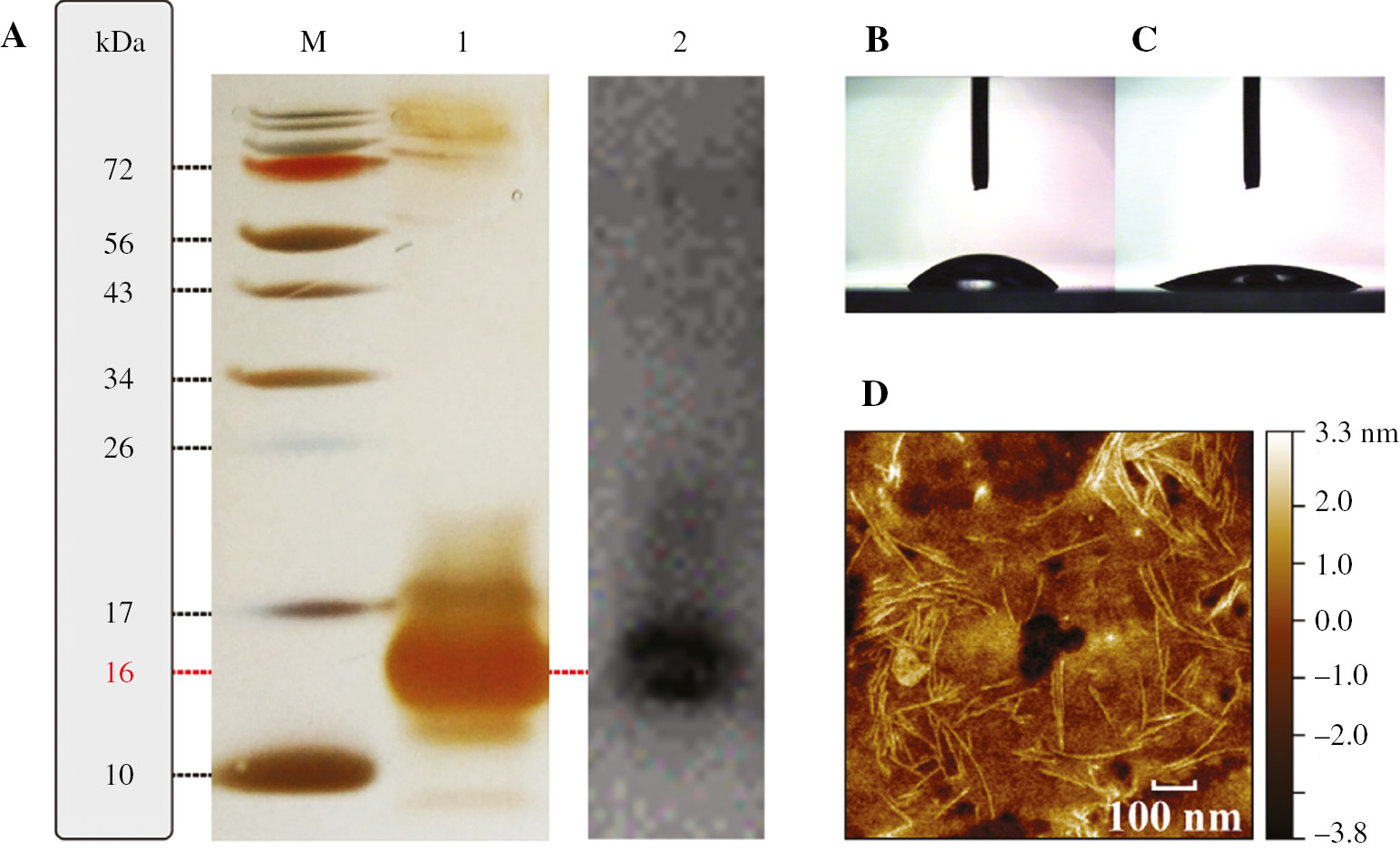 Hydrophobin HGFI–based fibre-optic biosensor for detection of antigen ...