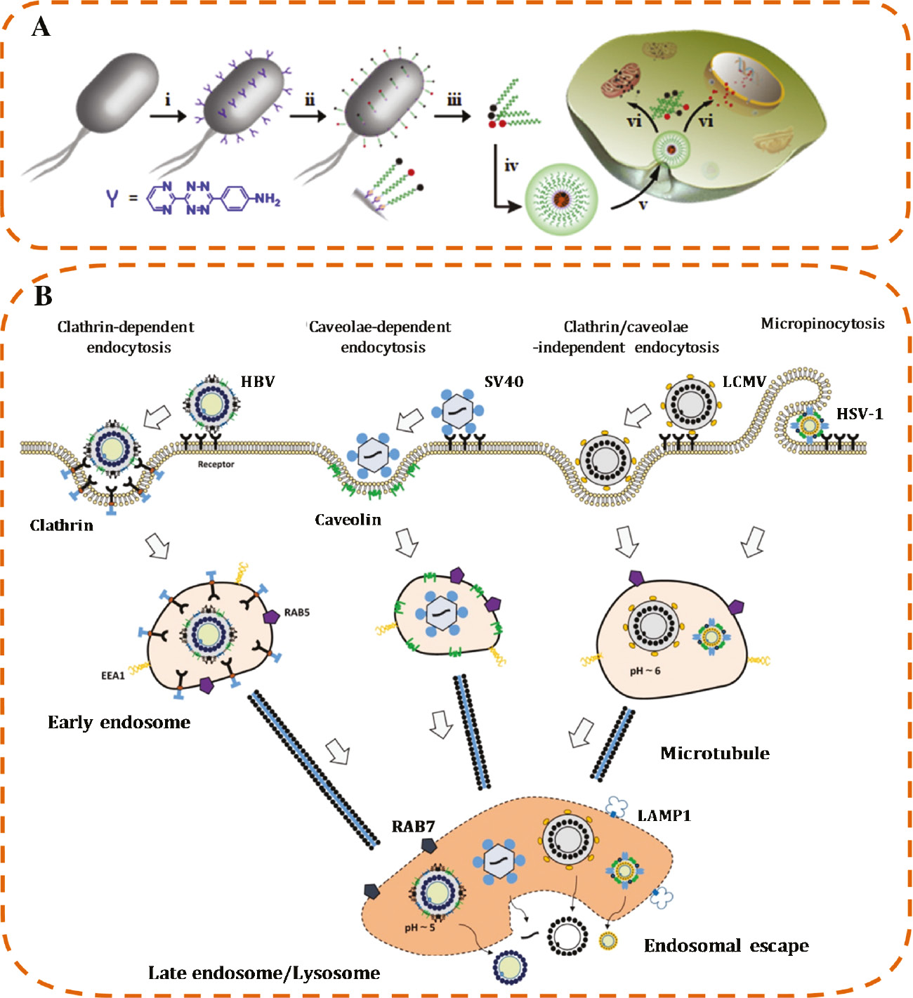 Optically responsive delivery platforms: from the design considerations ...