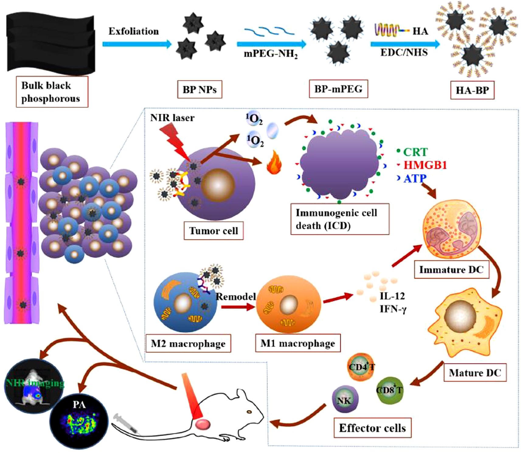 Phototherapy meets immunotherapy: a win–win strategy to f...
