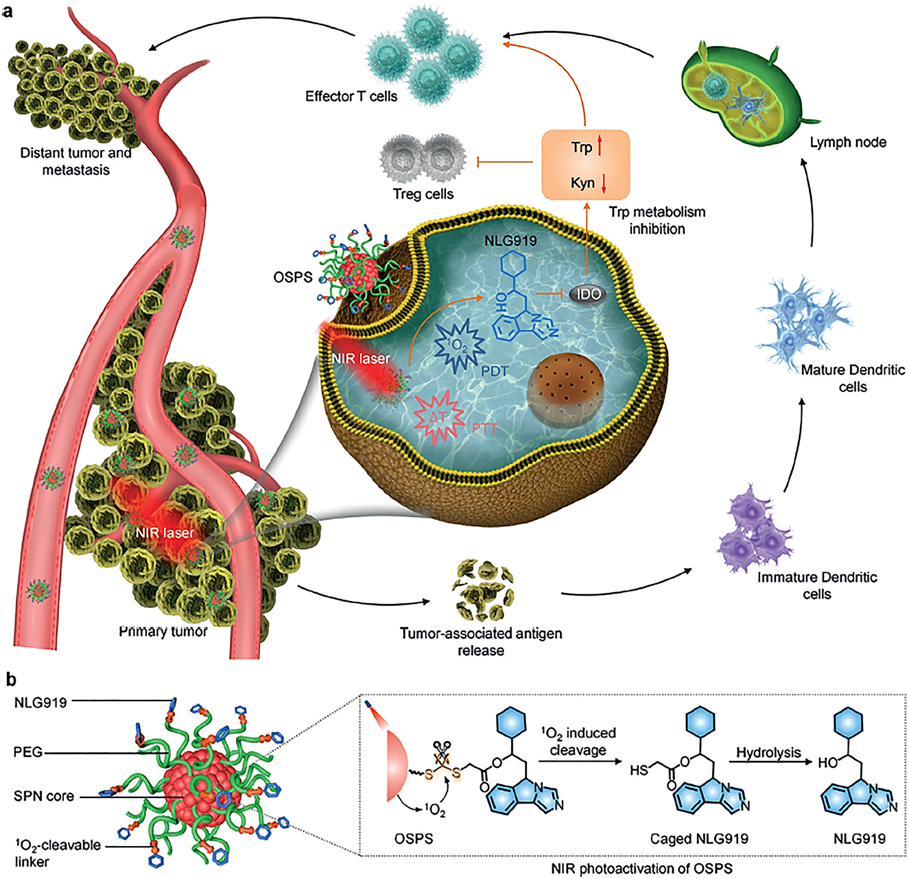 Phototherapy meets immunotherapy: a win–win strategy to f...