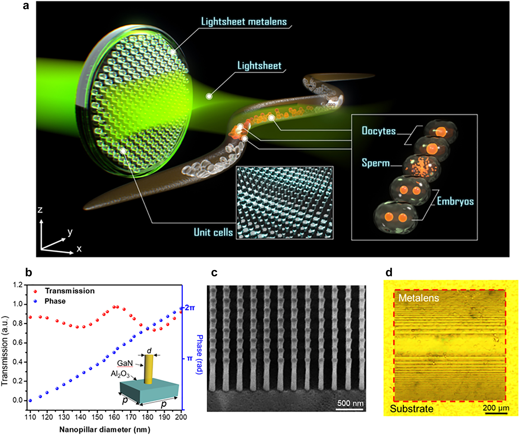 Meta-lens light-sheet fluorescence microscopy for in vivo...
