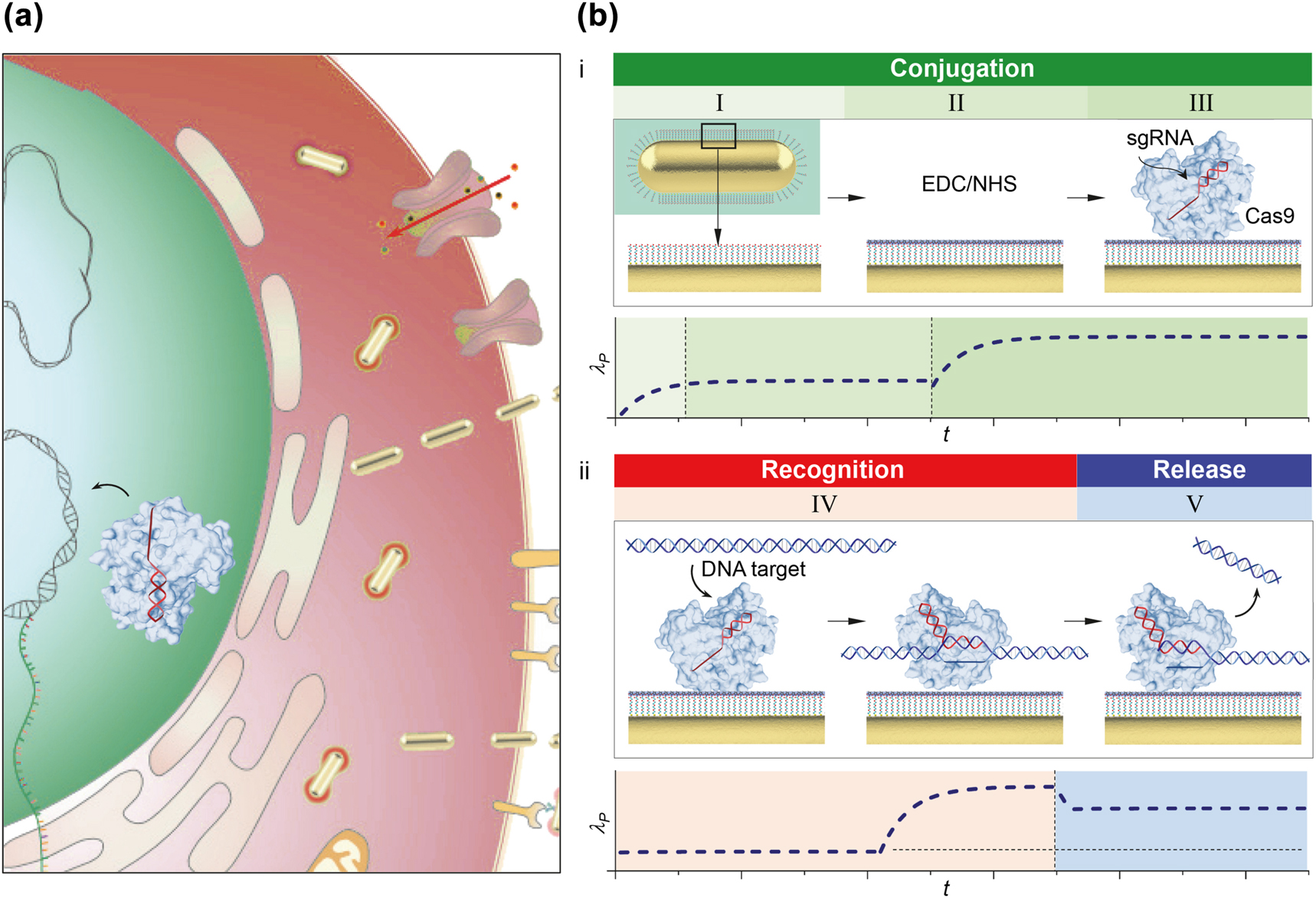 Dynamic observations of CRISPR-Cas target recognition and cleavage ...
