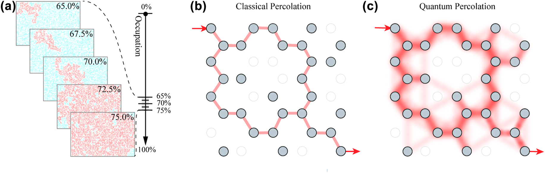 Direct observation of quantum percolation dynamics