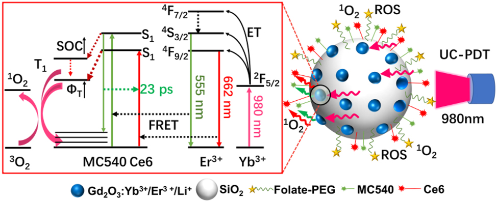 Highly efficient upconversion photodynamic performance of rare-earth ...