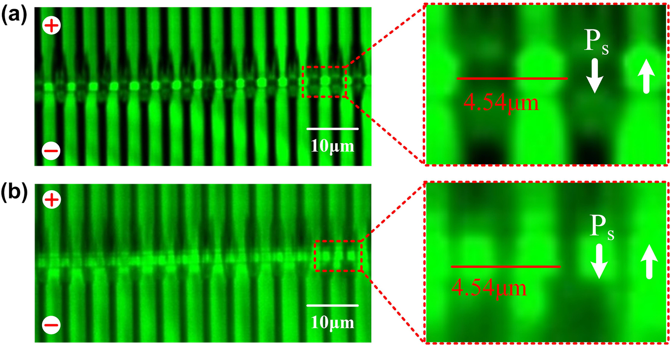 High-efficiency nonlinear frequency conversion enabled by optimizing the ferroelectric domain ...