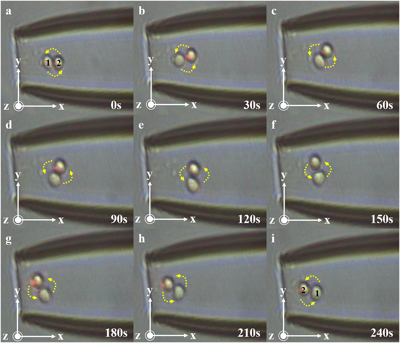 Radial rotation of cell-pair under beam mode coupling effect of ...