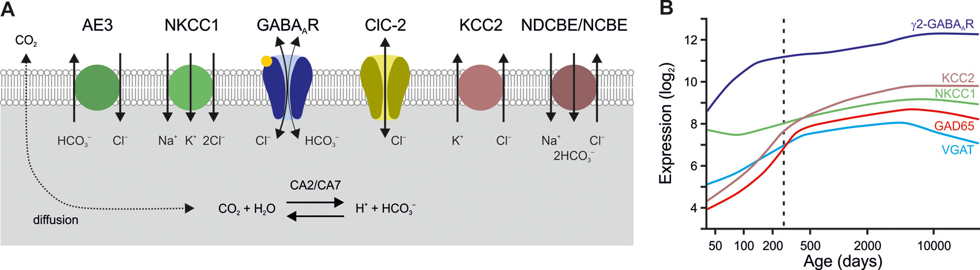 Functions of GABAergic transmission in the immature brain