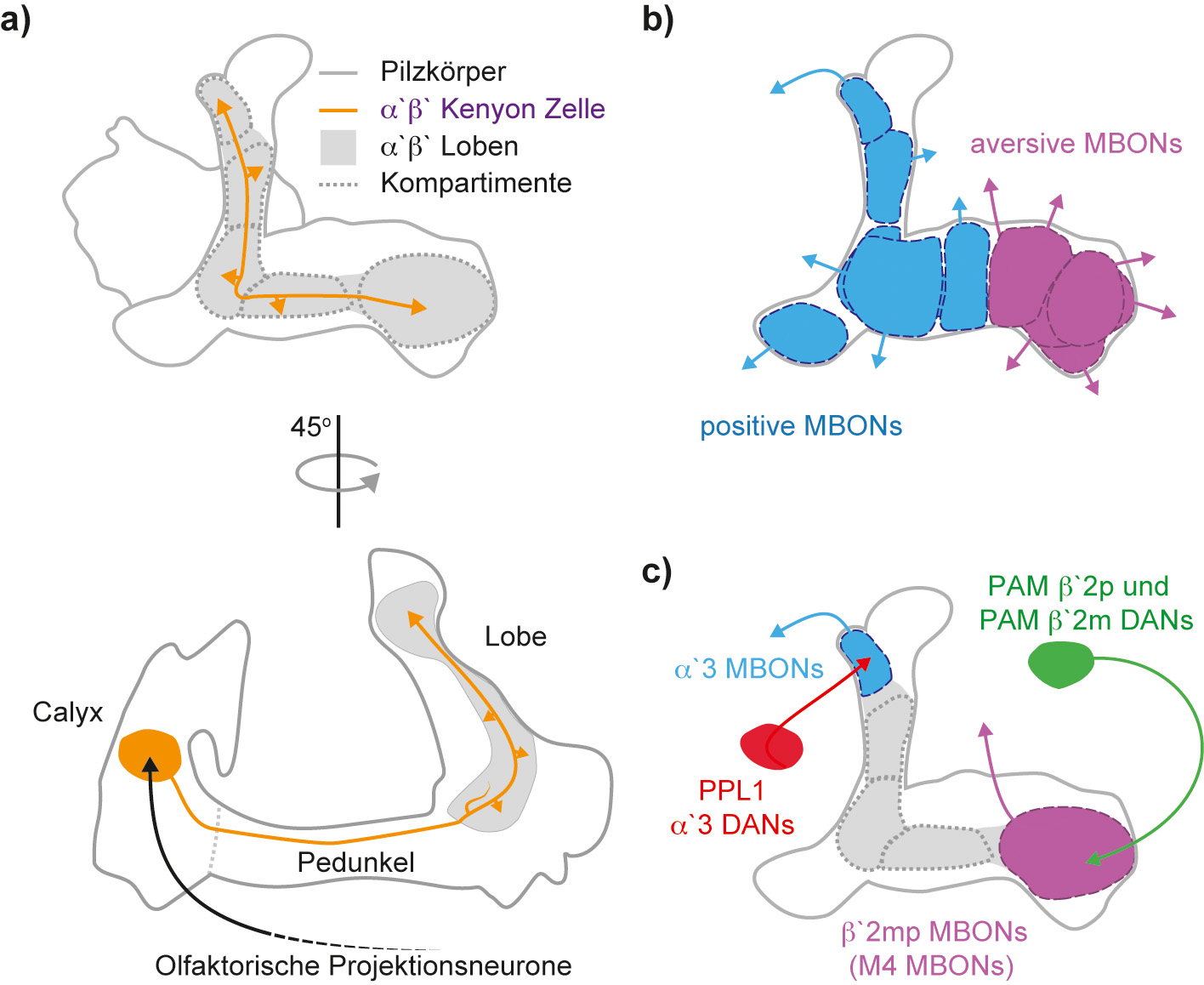 Gedächtnismechanismen in Drosophila