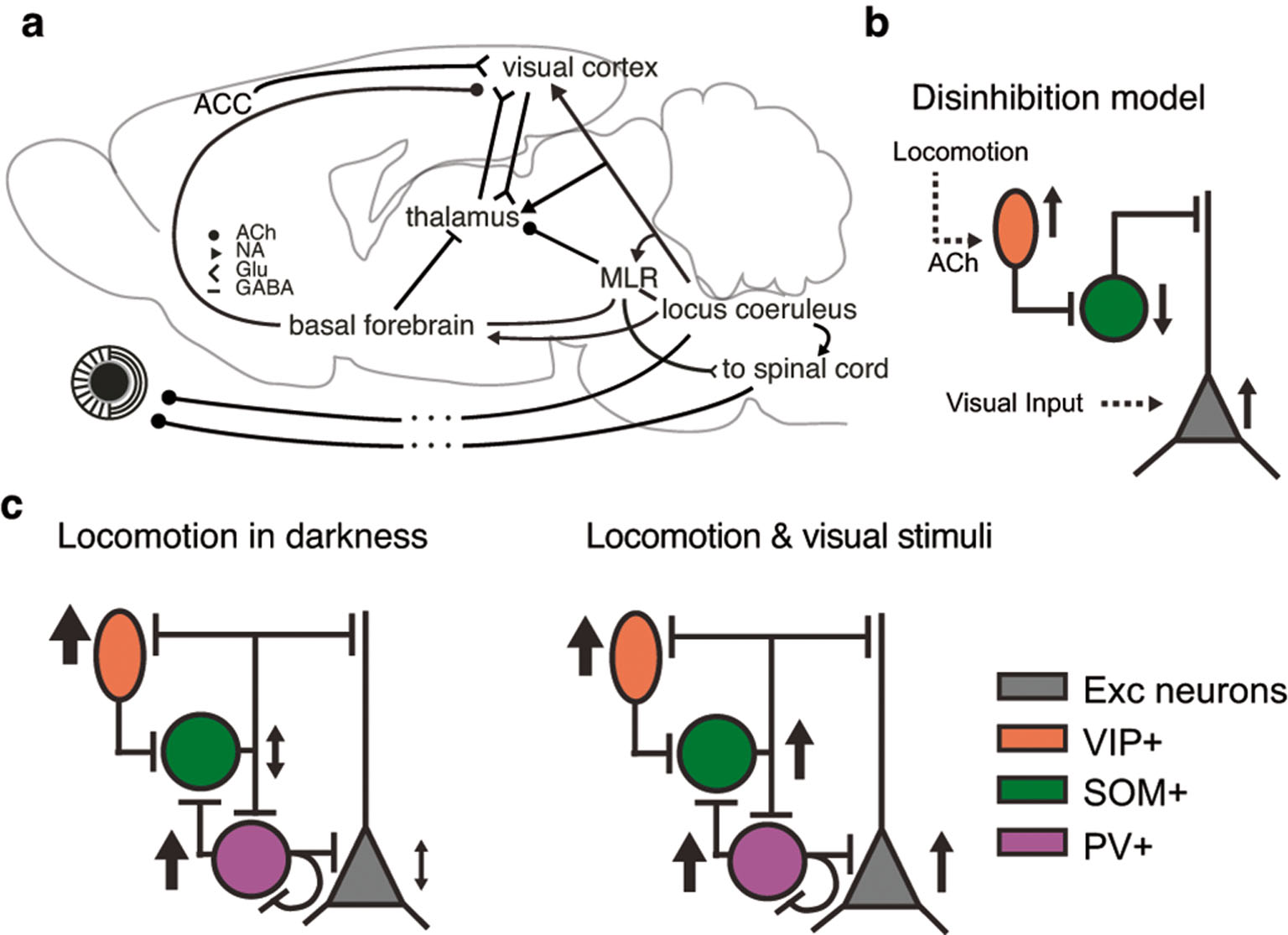 The influence of locomotion on sensory processing and its underlying neuronal circuits
