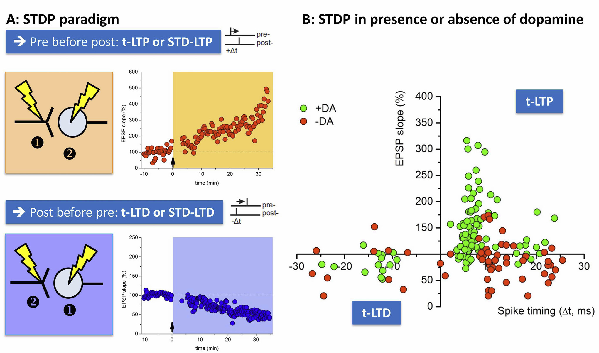 Analyzing synaptic plasticity at the single cell level with STDP