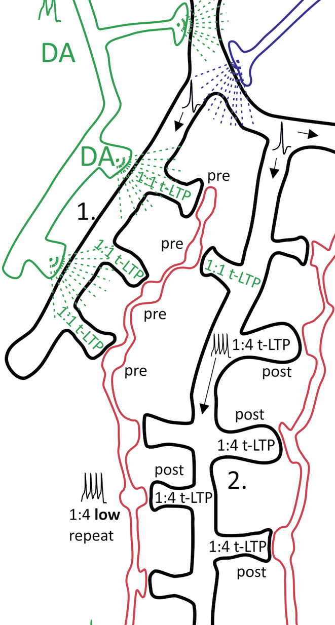 Analyzing synaptic plasticity at the single cell level with STDP