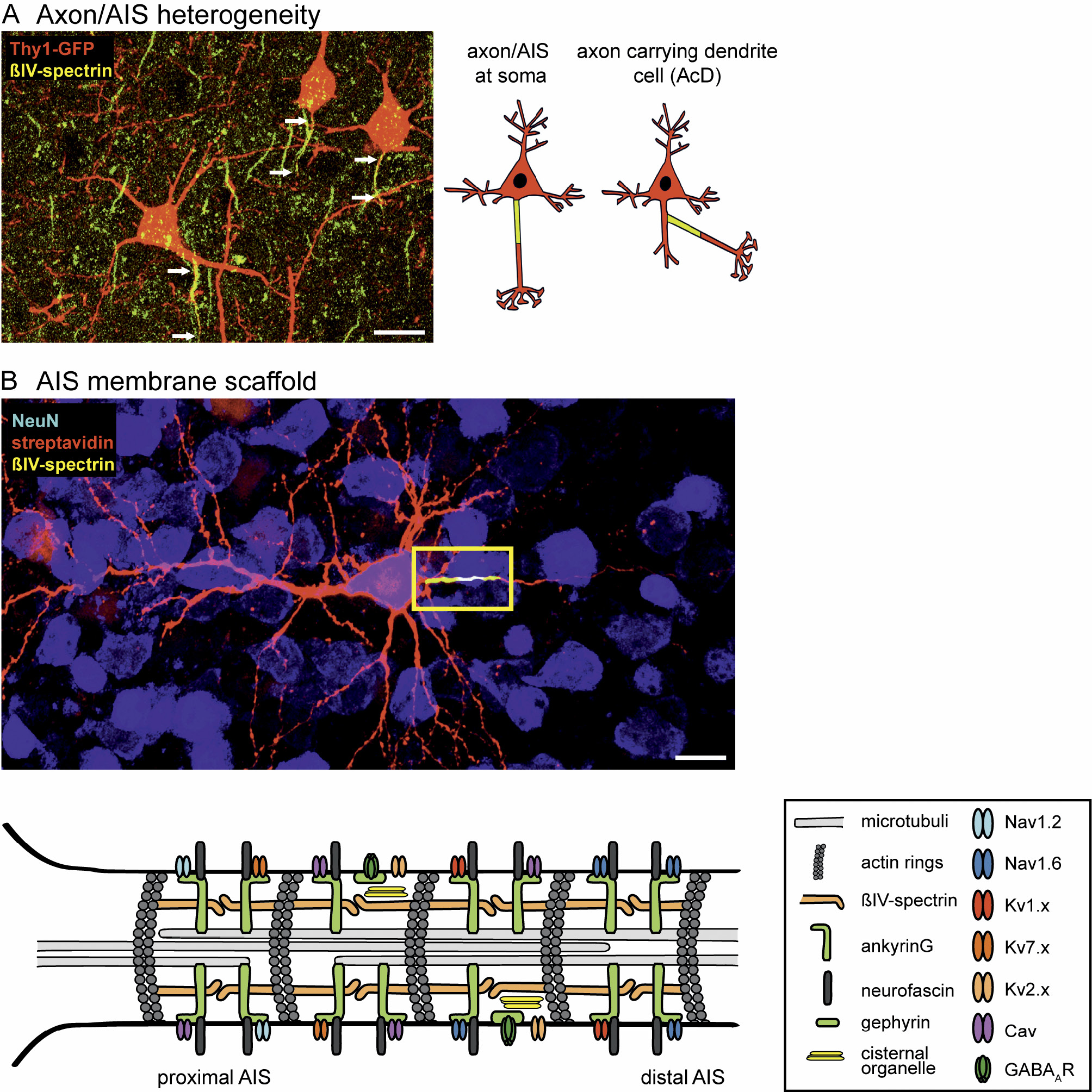 Small domain, large consequences: the axon initial segment as a key ...