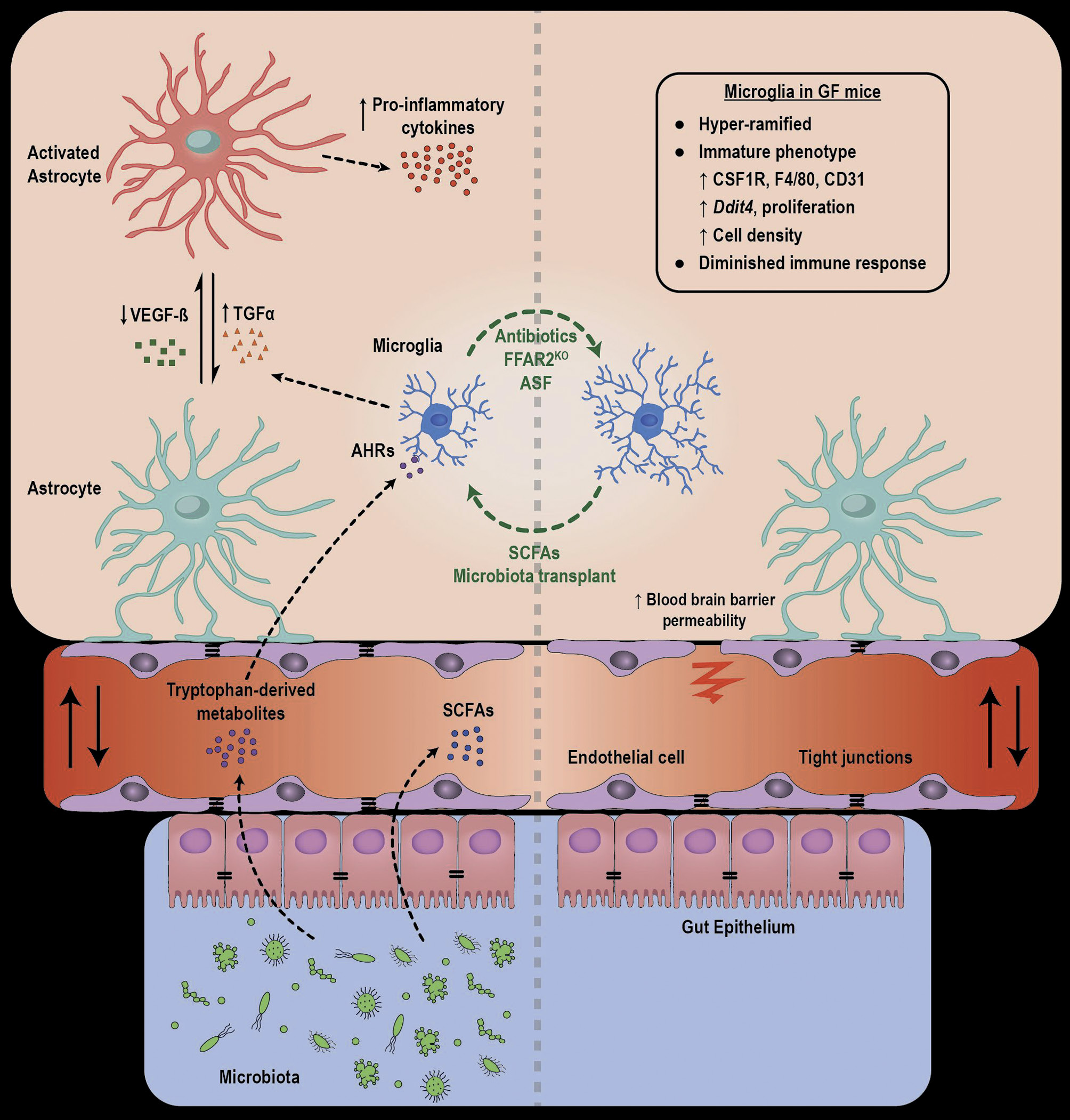 The gut-brain axis: microglia in the spotlight