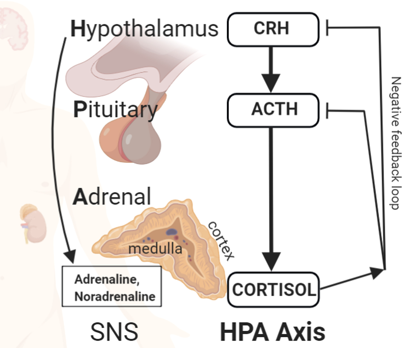 Stress modulation of fear and extinction in psychopathology and treatment
