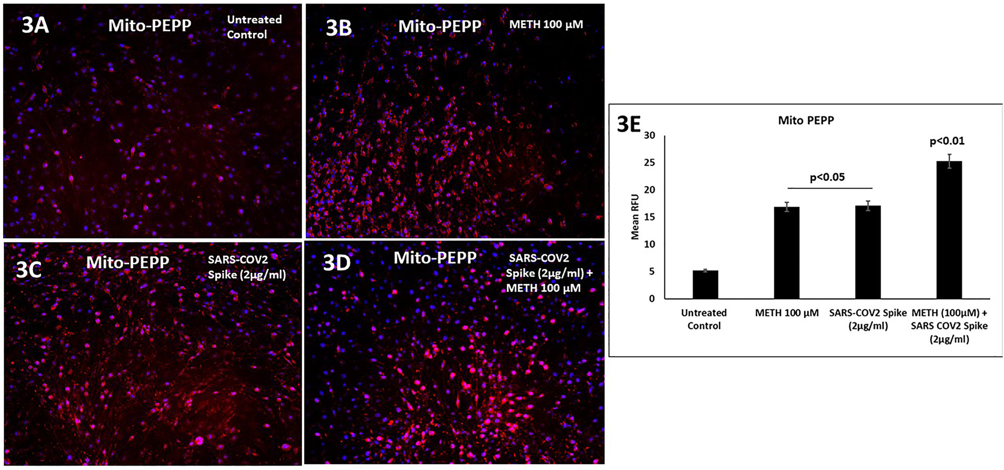 NLRP3 inflammasome activation underlies the neuro-oxidative stress ...