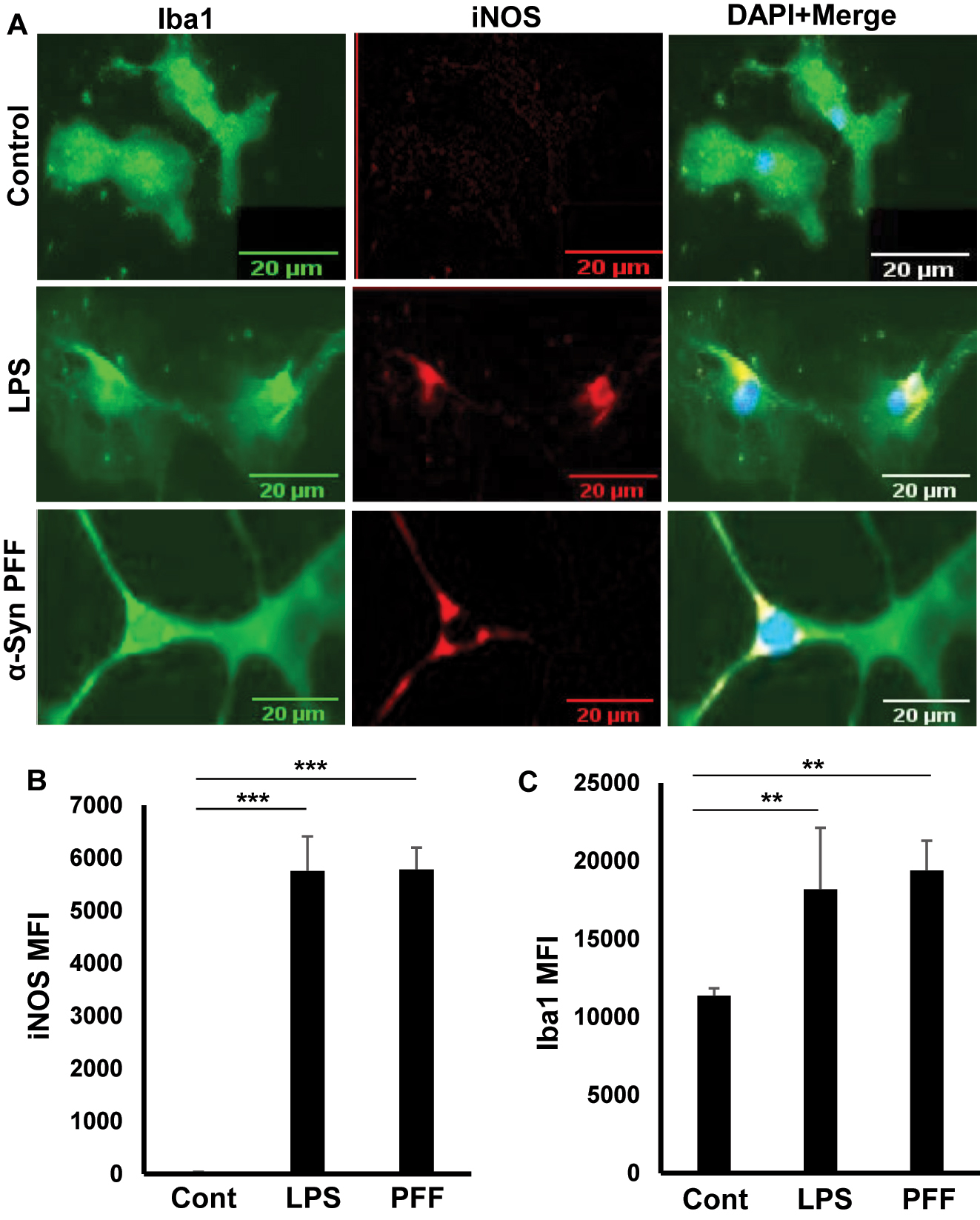 A simple protocol for isolating microglia from adult mous...