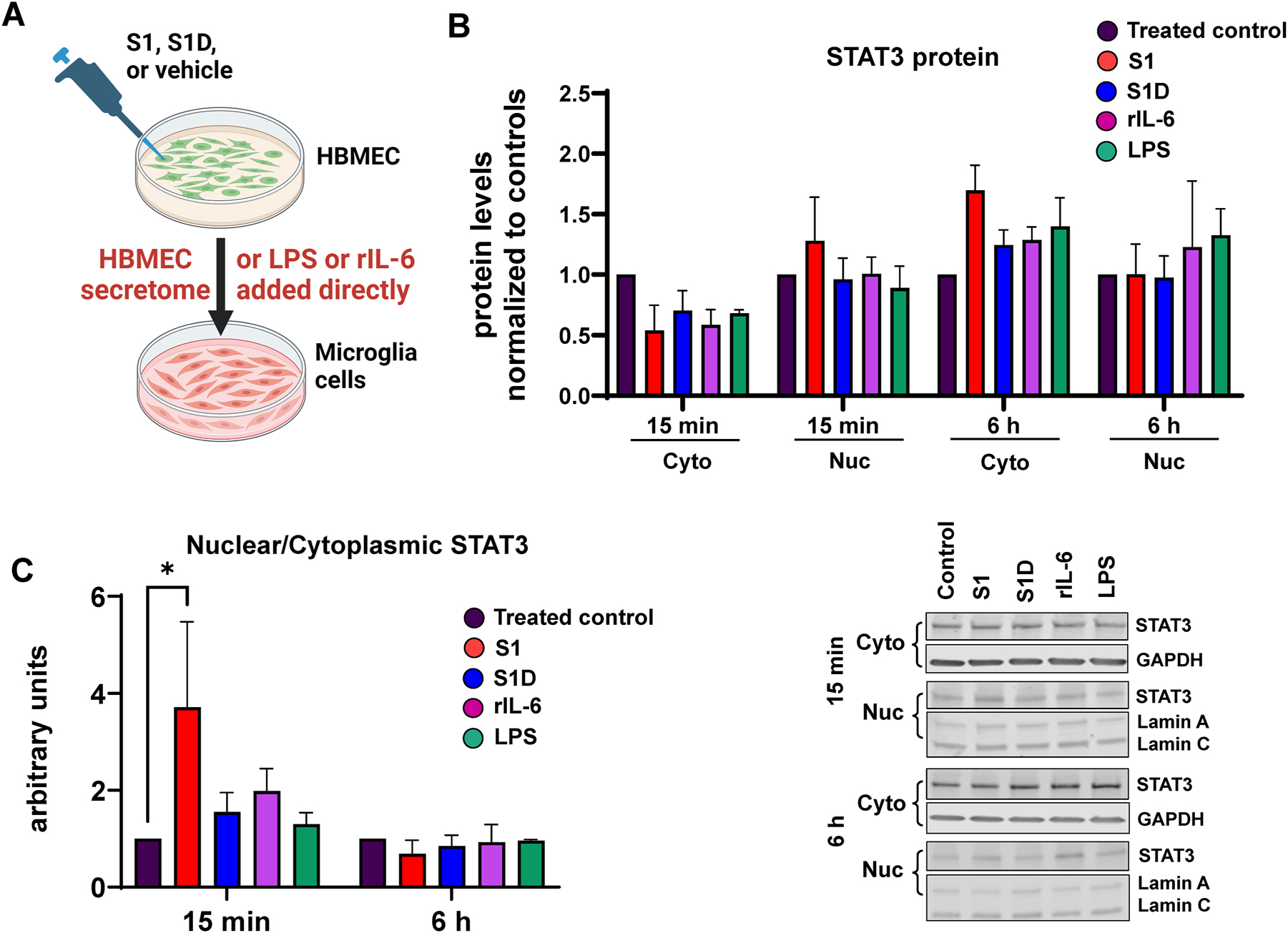The S1 subunits of SARS-CoV-2 variants differentially tri...