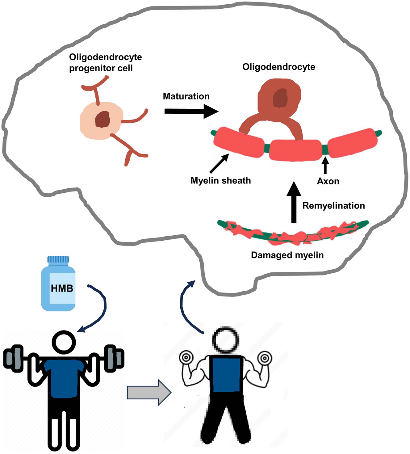 Build muscles and protect myelin