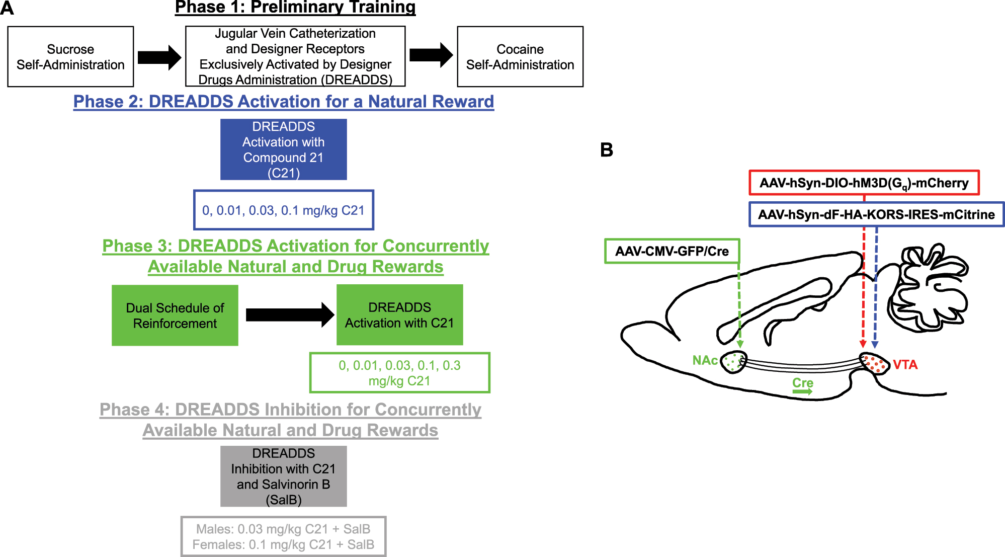 Sex-dependent modulation of behavioral allocation via ventral tegmental ...