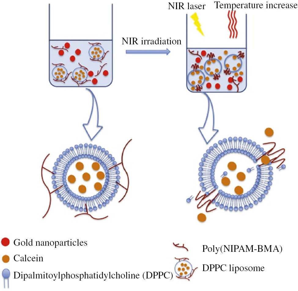 Stimulus-responsive liposomes as smart nanoplatforms for drug delivery ...