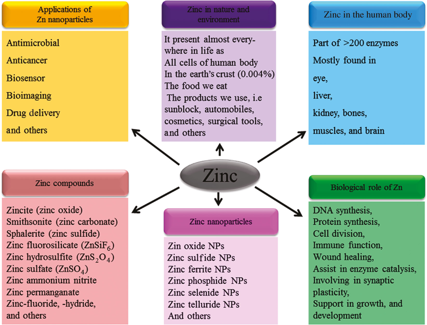 Elemental zinc to zinc nanoparticles: is ZnO NPs crucial for life ...