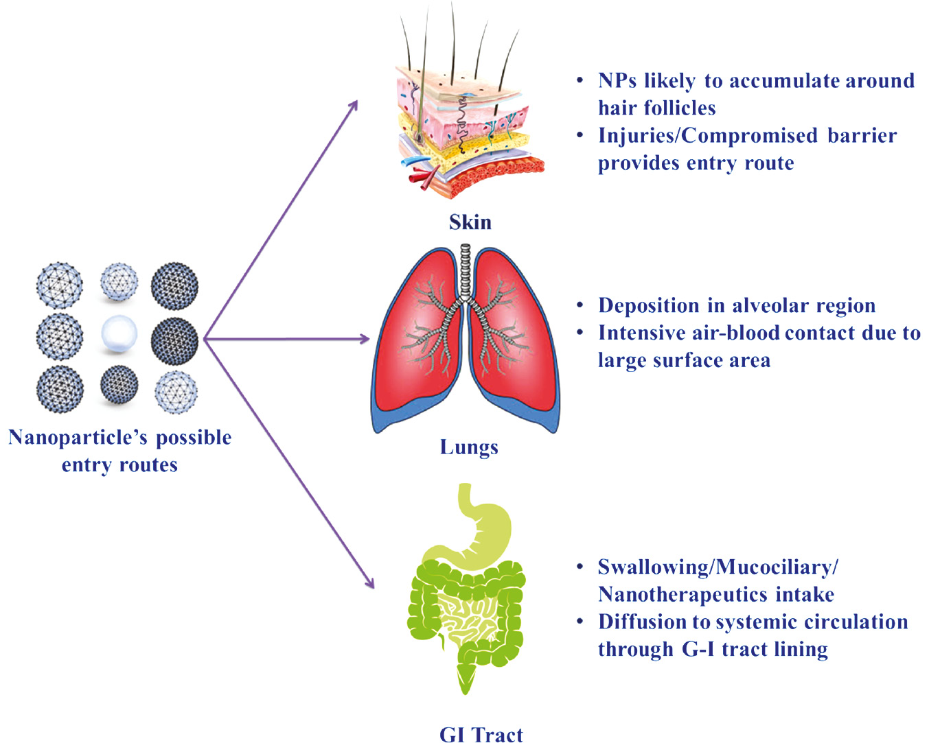 Importance and health hazards of nanoparticles used in the food industry