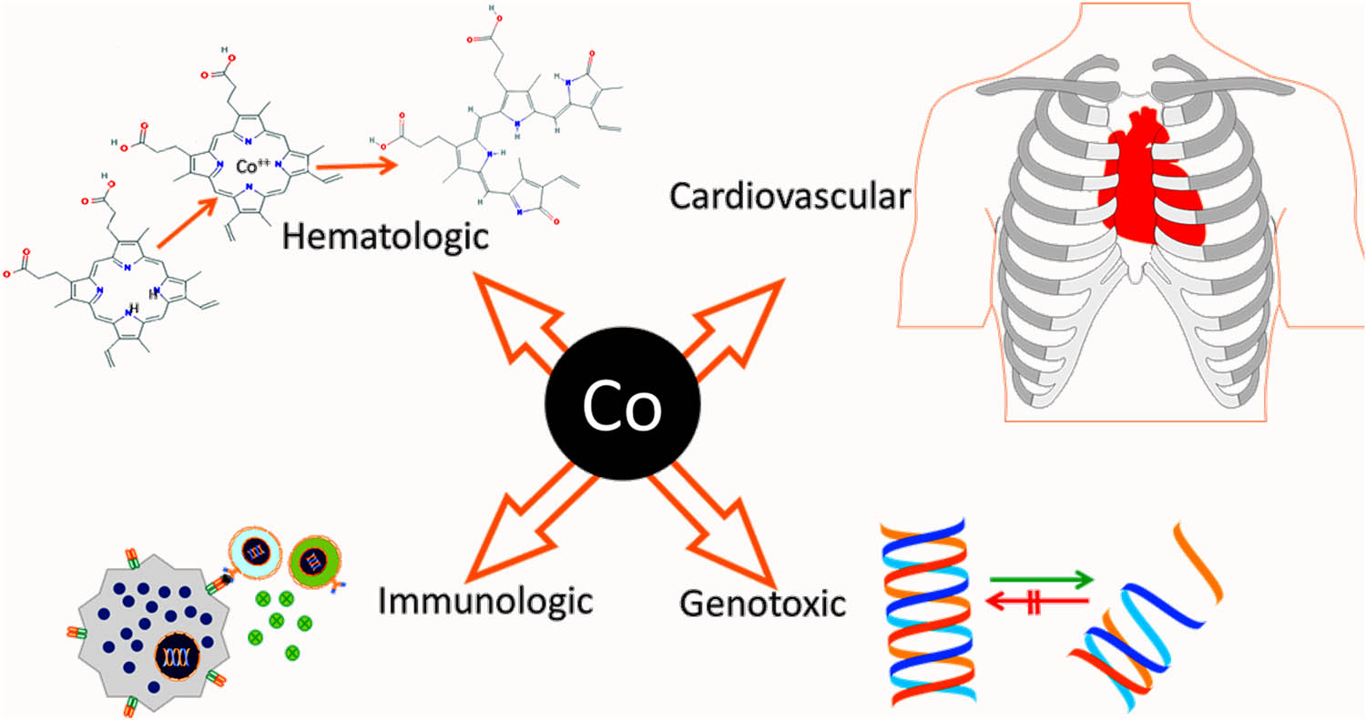 Cobalt magnetic nanoparticles as theranostics: Conceivable or forgettable?