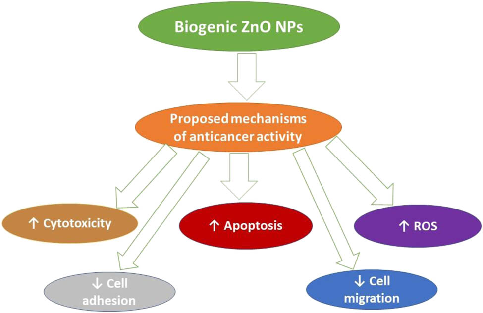 Biosynthesis of ZnO NPs from pumpkin seeds’ extract and elucidation of its anticancer potential ...