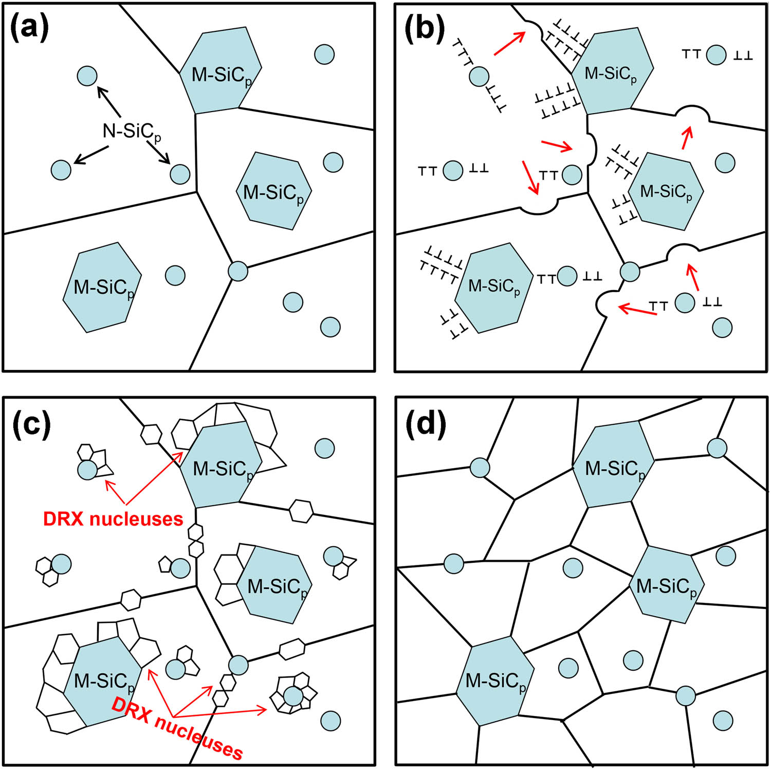 Dynamic recrystallization behavior and nucleation mechanism of dual ...