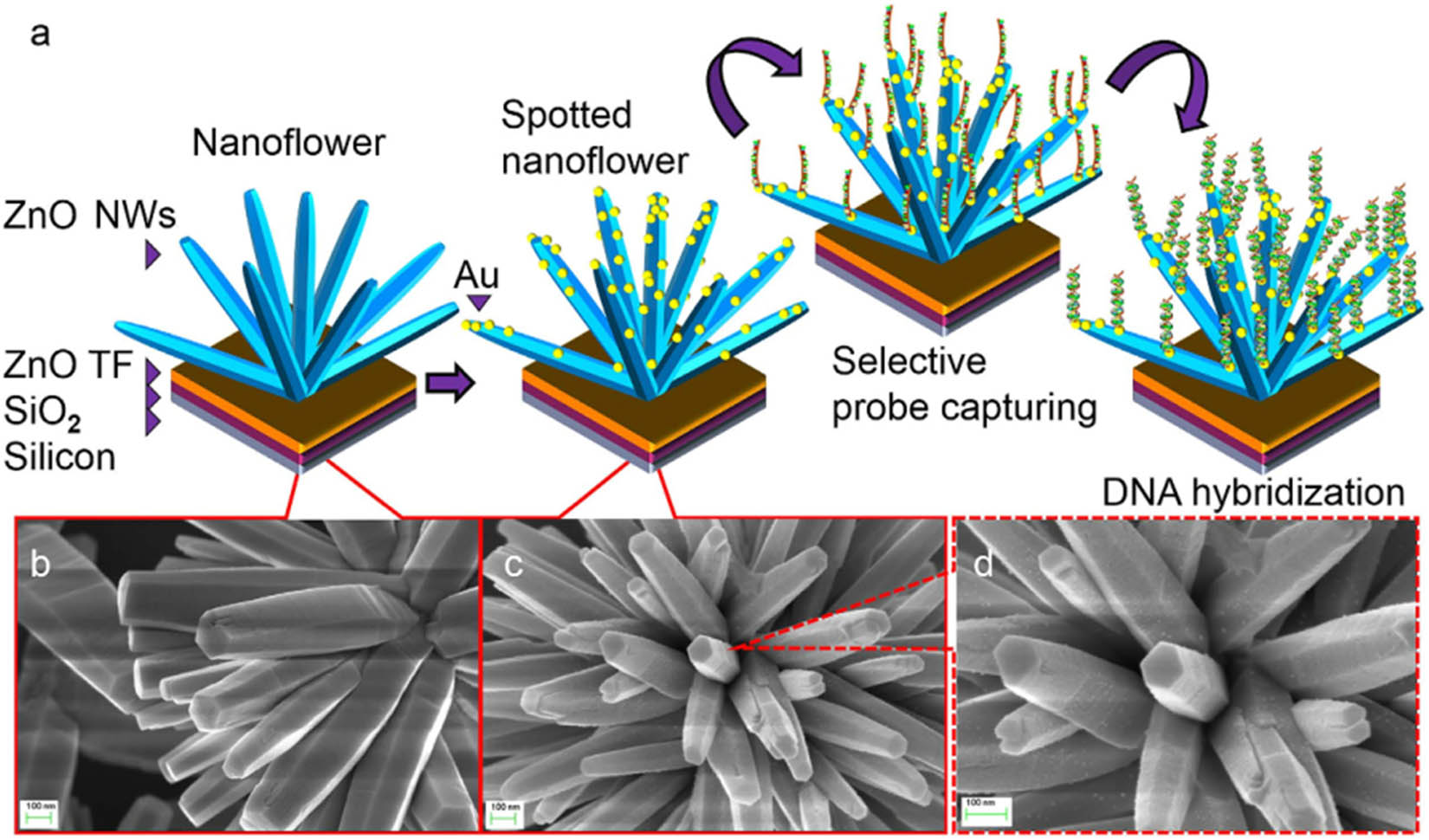 Engineered nanoflowers, nanotrees, nanostars, nanodendrites, and ...