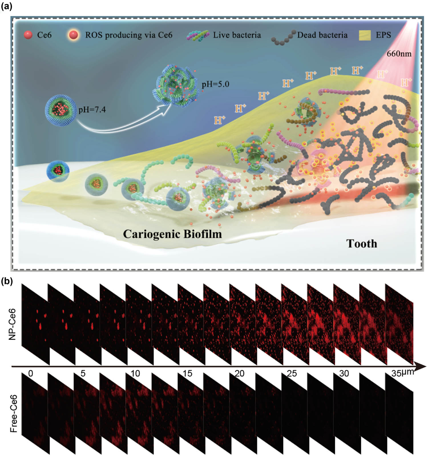 Photodynamic therapy empowered by nanotechnology for oral and dental ...