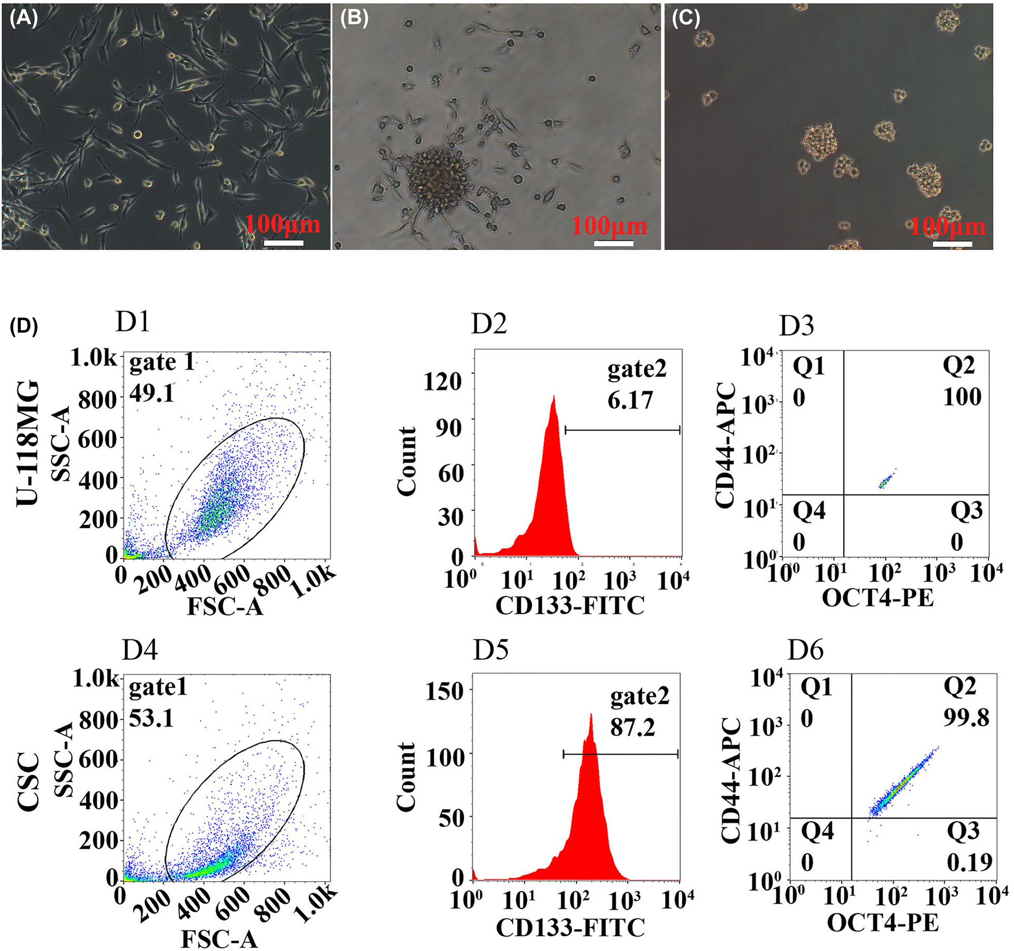 Identification of cancer stem cells derived from U118MG and the ...