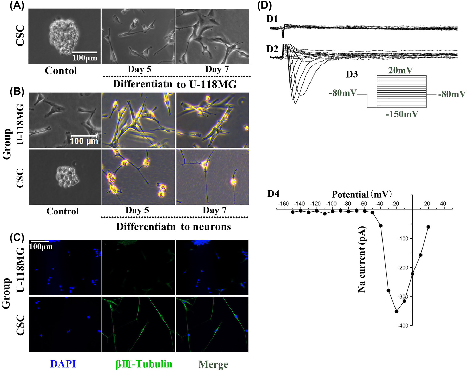 Identification of cancer stem cells derived from U118MG and the ...