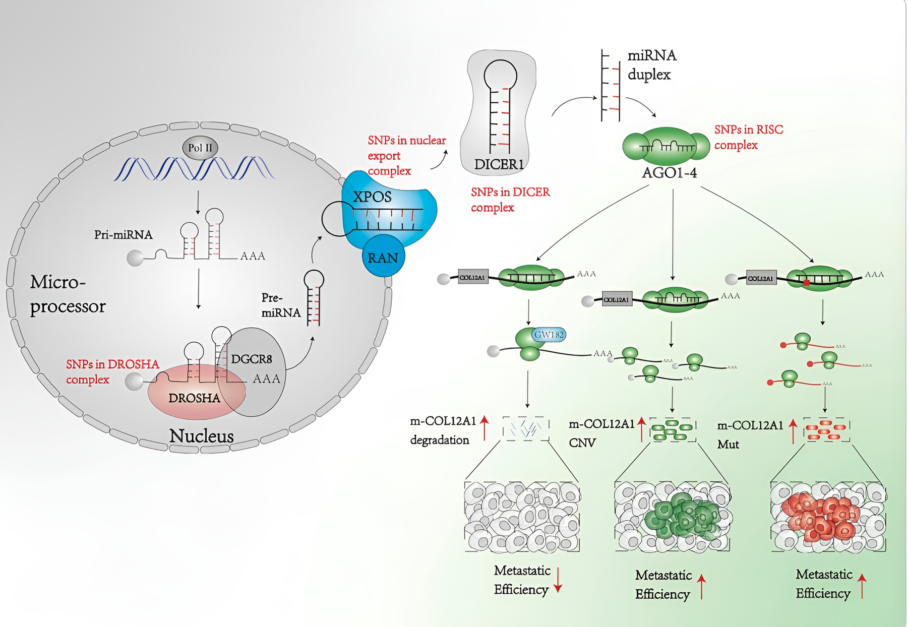 Bioinformatics analyses suggest that mutations in COL12A1 and its ...